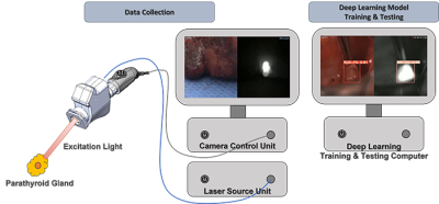 A new imaging device with AI may reduce complications during thyroid ...